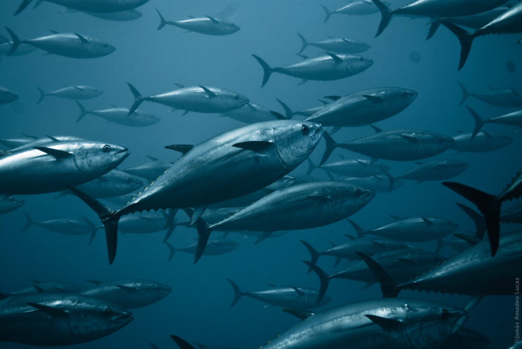 Monaco Now - Thon rouge de Méditerranée, tous ensemble pour la biodiversité